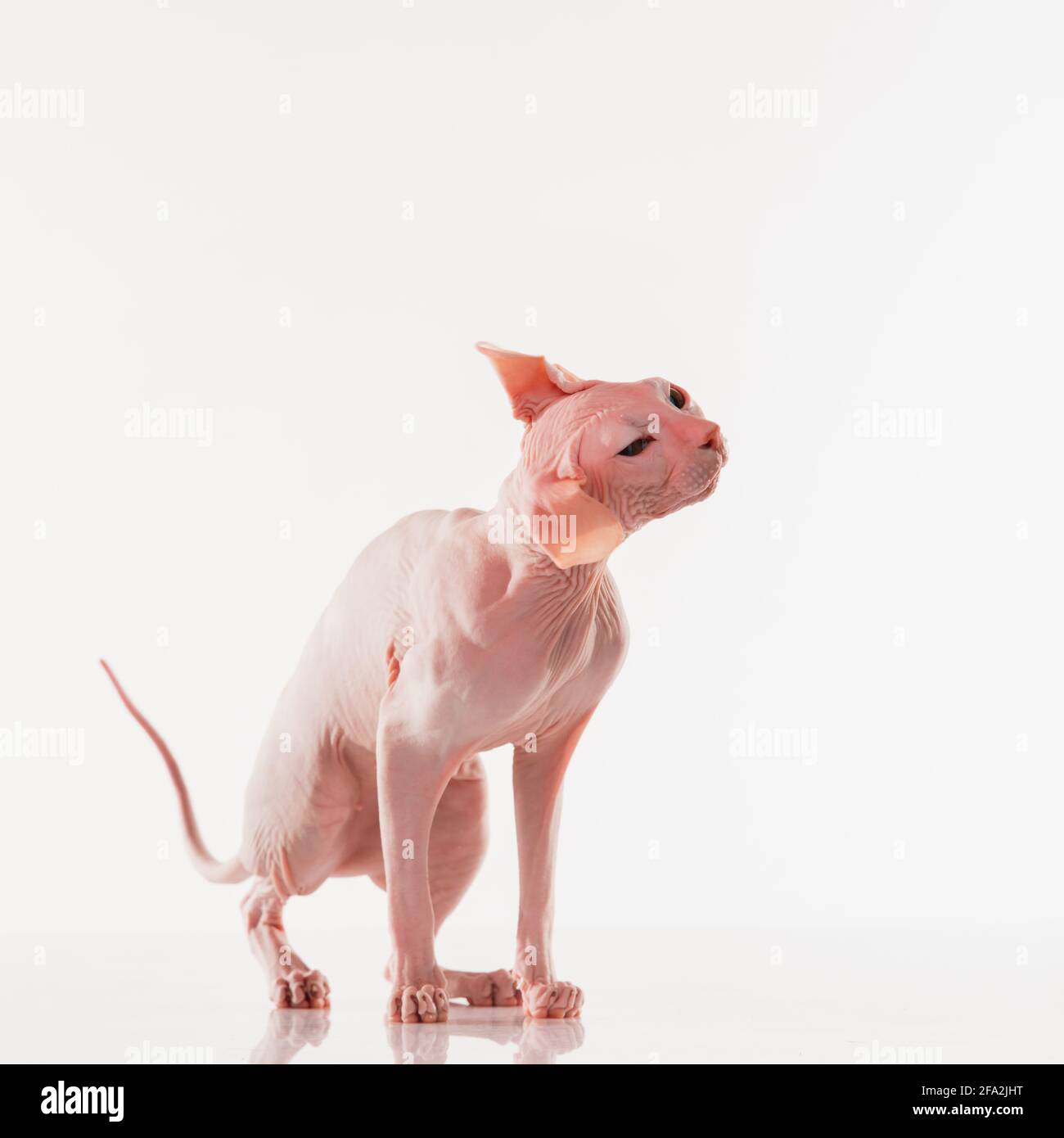 Cute sphynx cat, kitty posing isolated over white studio background in ...