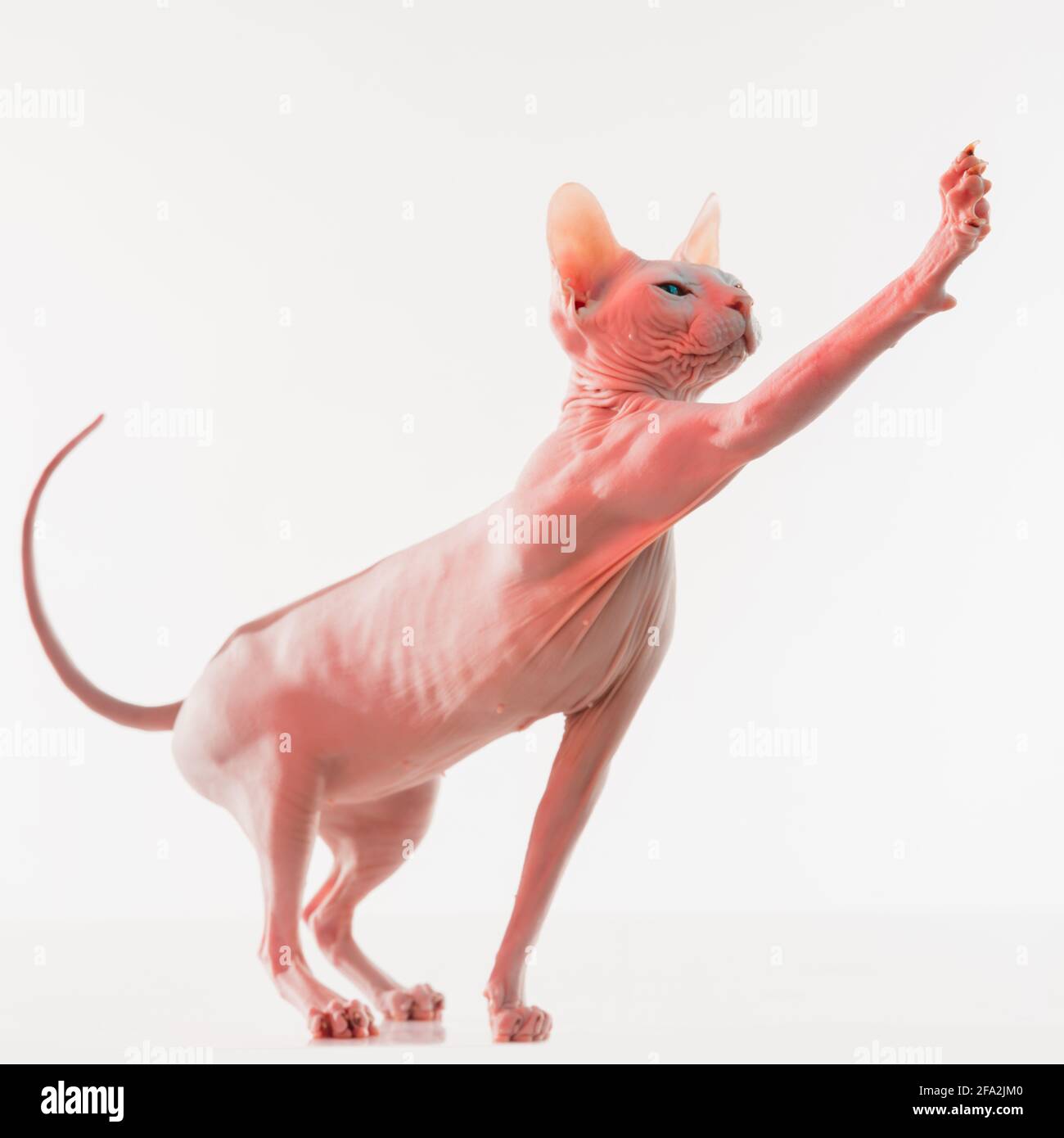 Cute sphynx cat, kitty posing isolated over white studio background in ...