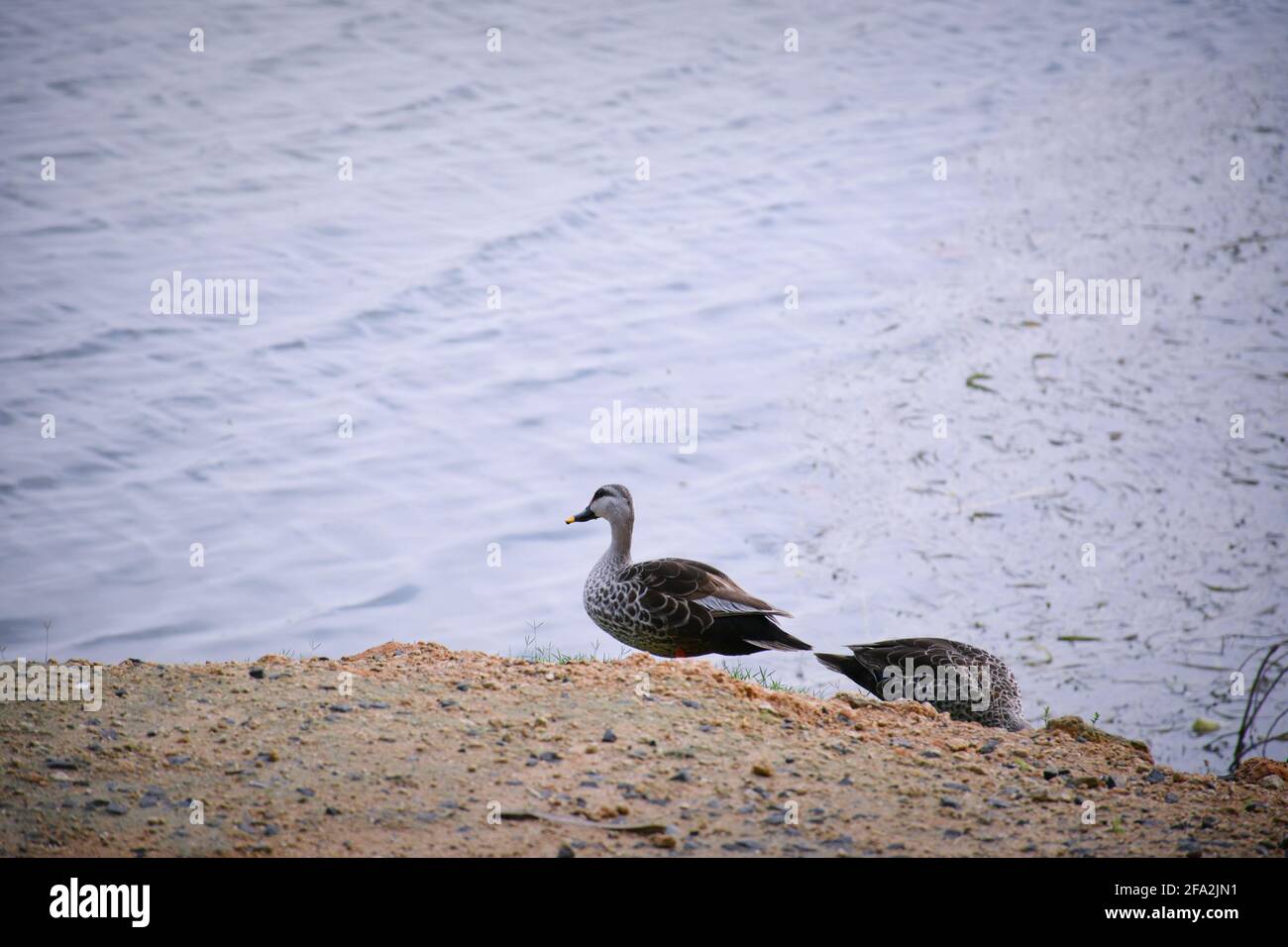 Mallard Duck is walking along the side of the pond with his partner ...