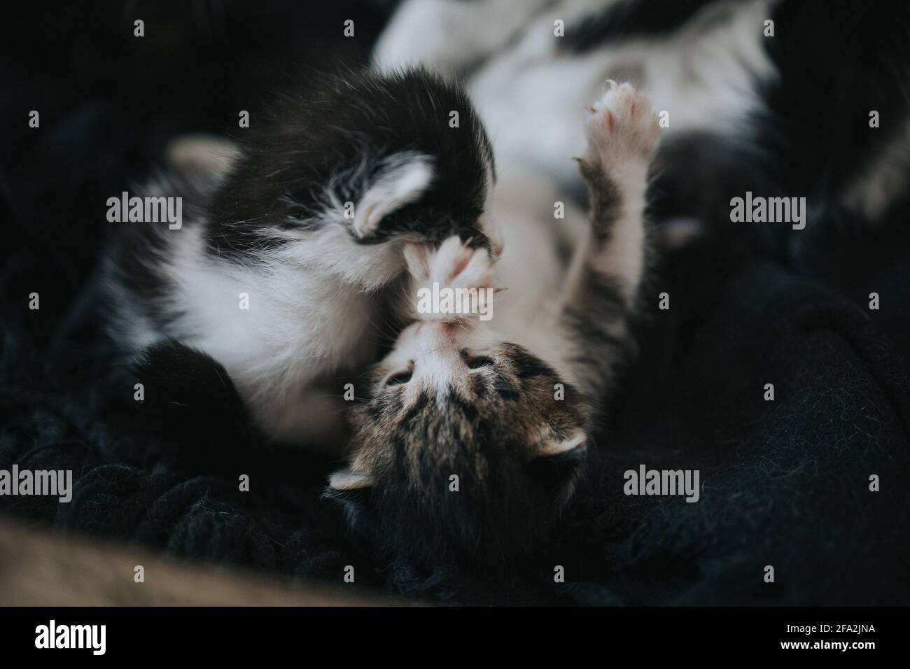 Closeup shot of newborn kittens Stock Photo - Alamy