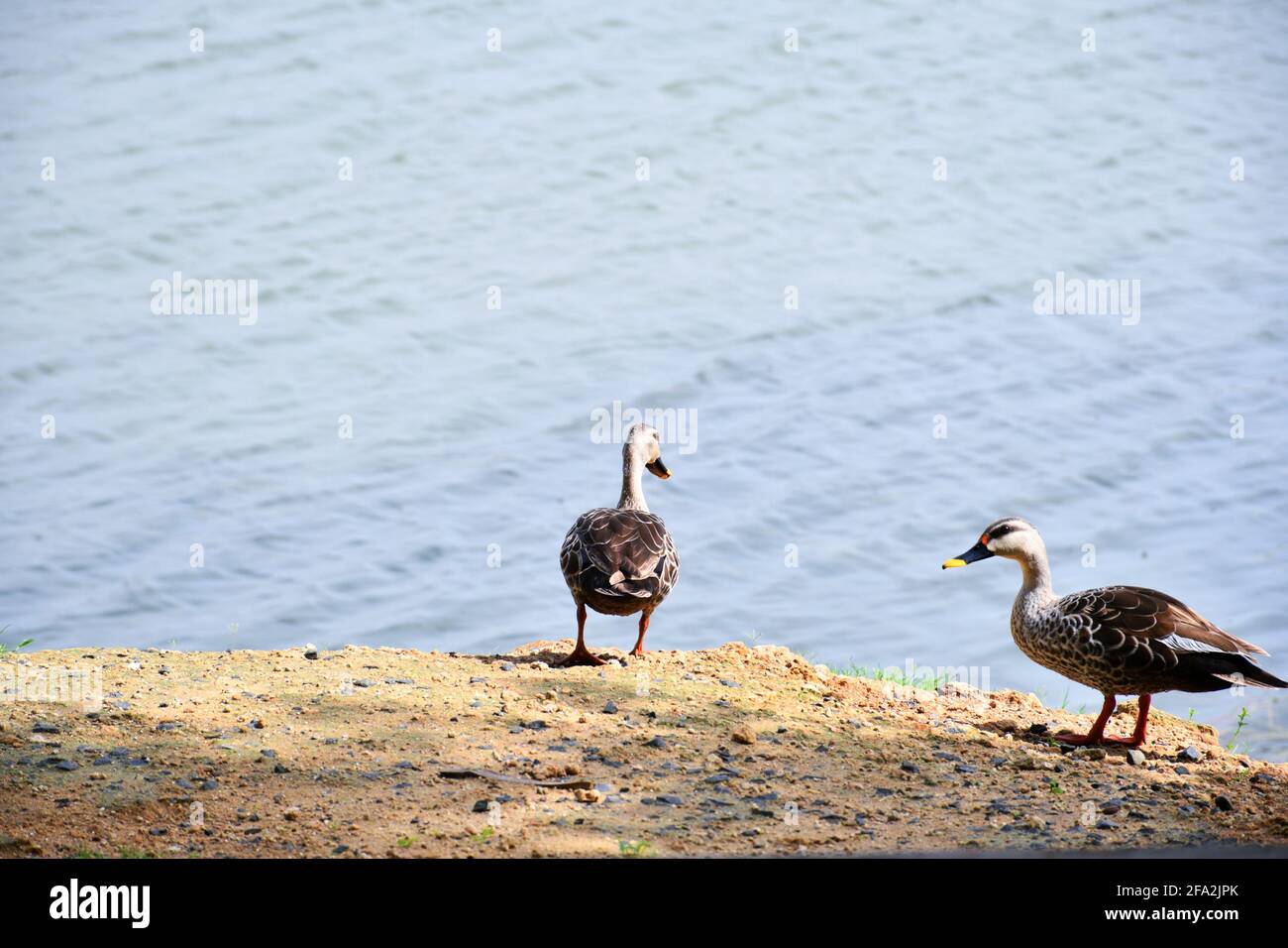 Mallard Duck is walking along the side of the pond with his partner ...