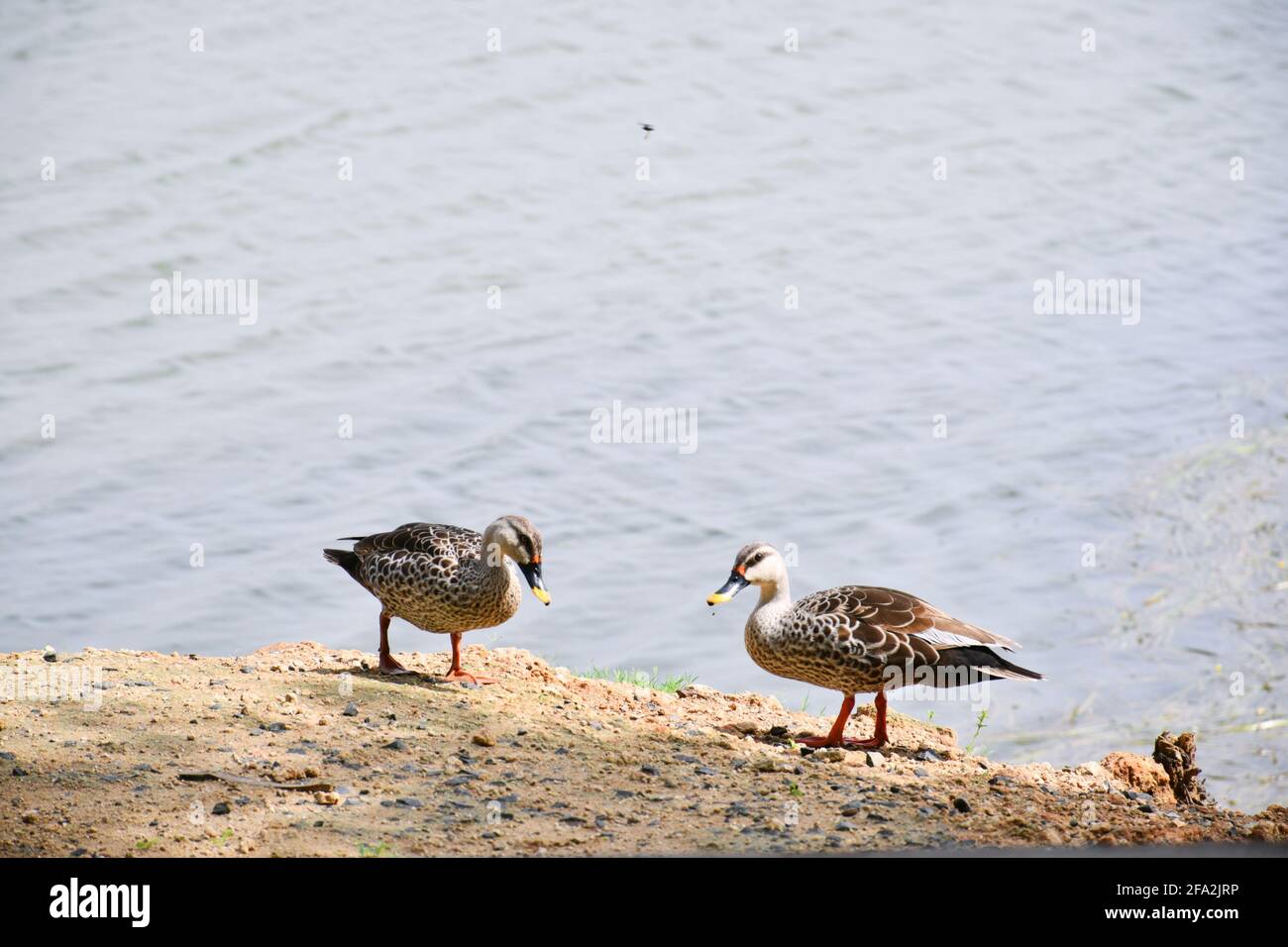 Mallard Duck is walking along the side of the pond with his partner ...