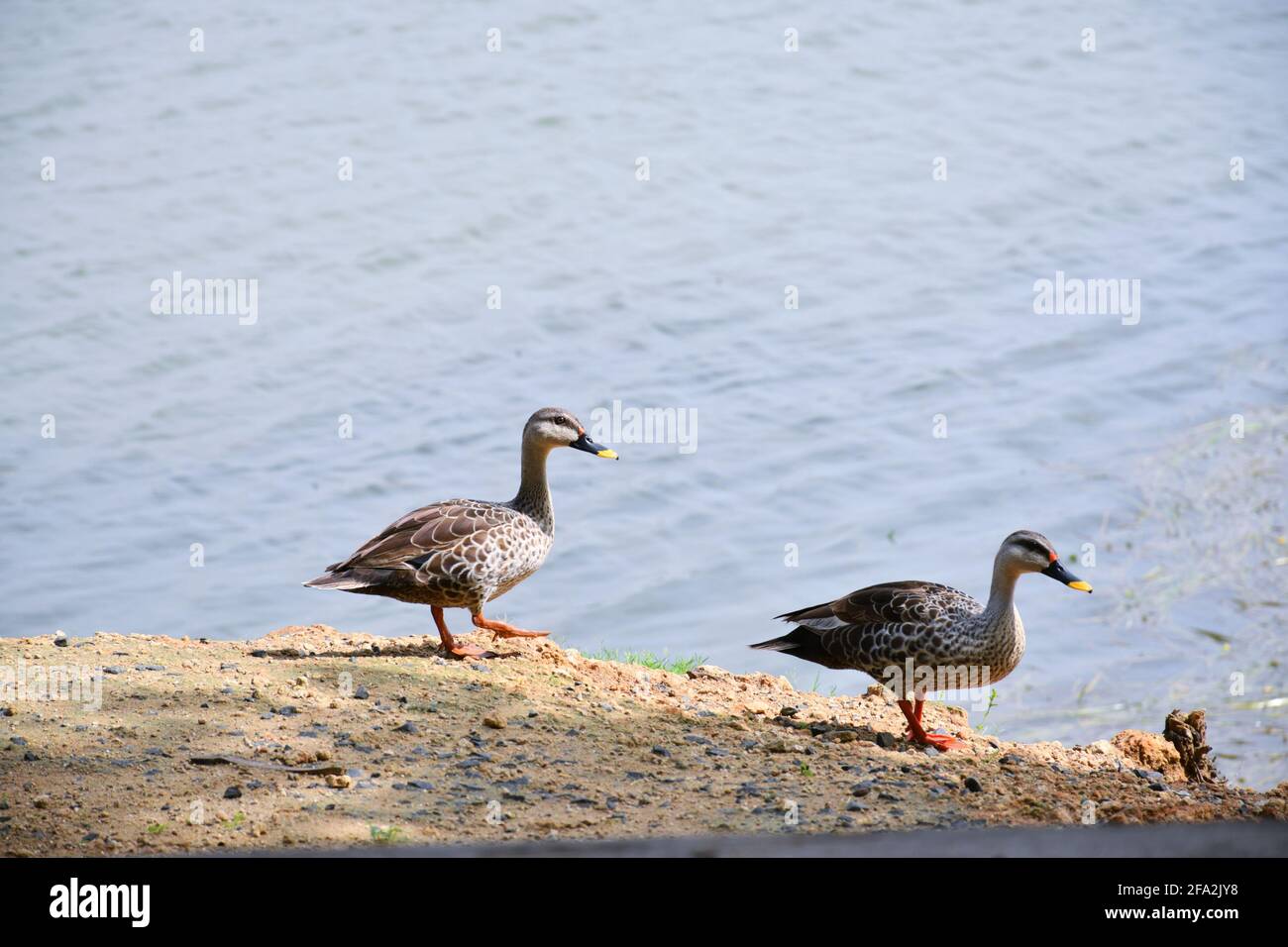 Mallard Duck is walking along the side of the pond with his partner ...