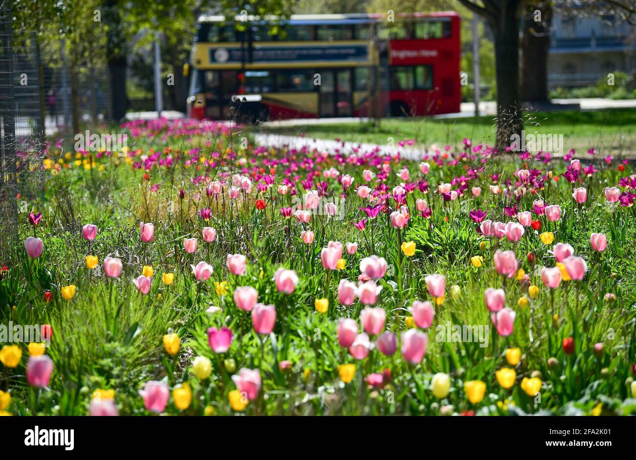 Brighton UK 22nd April 2021 - A carpet of colourful tulips the Valley ...