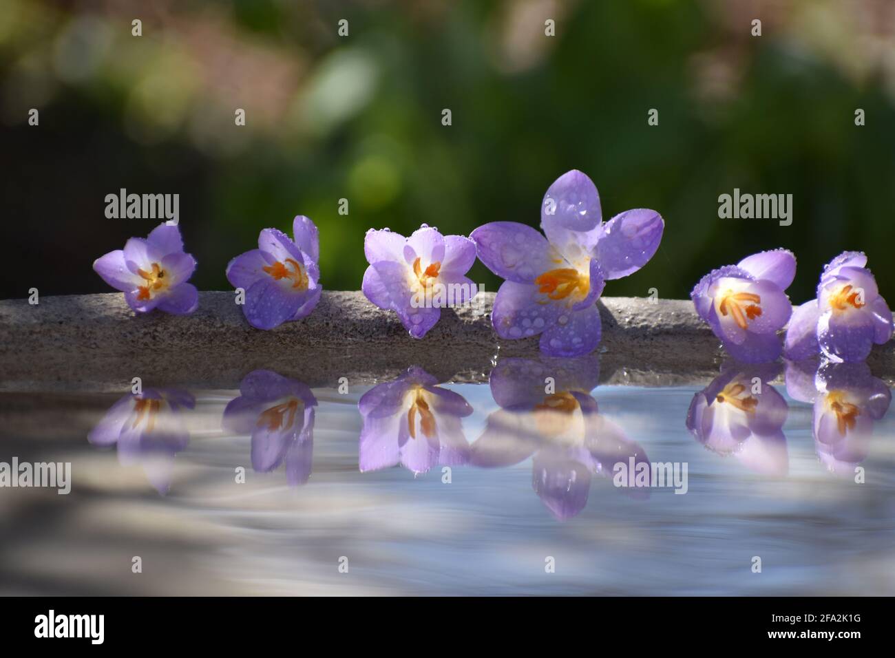 The first crocus flowers in spring Stock Photo - Alamy