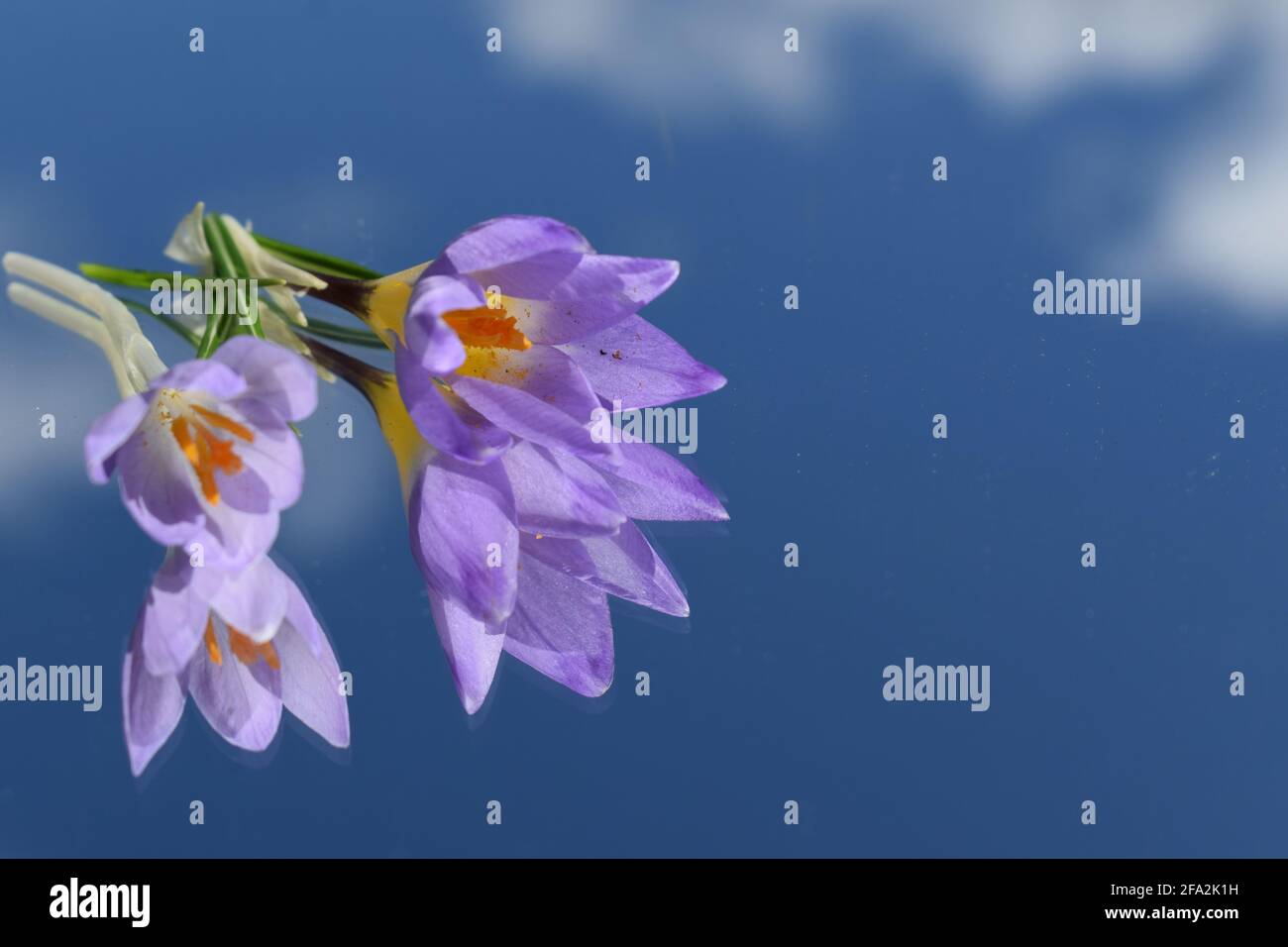The first crocus flowers in spring Stock Photo - Alamy