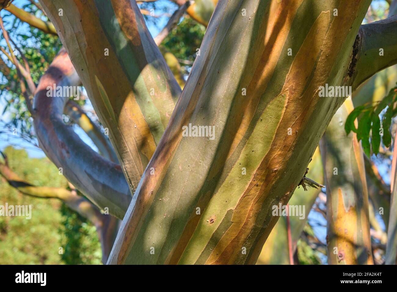 Snow gum hi-res stock photography and images - Alamy