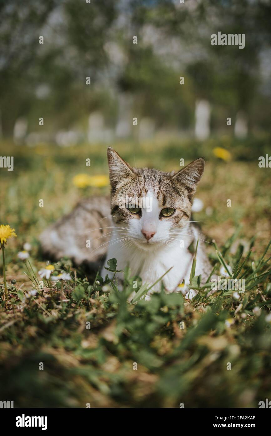 Closeup shot of a cat on the field with dandelions Stock Photo - Alamy
