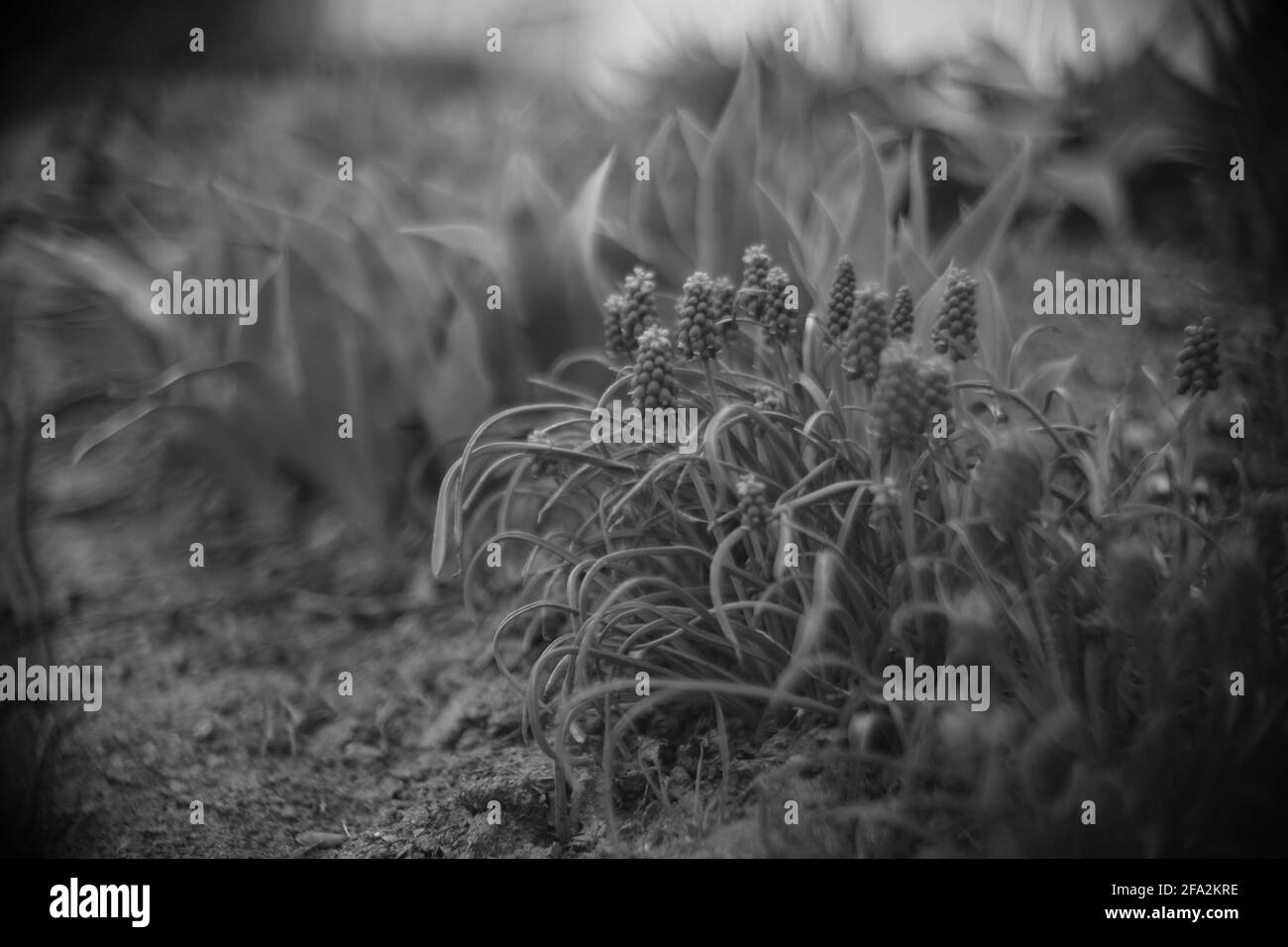 Small blooming garden Black and White Stock Photos & Images - Alamy