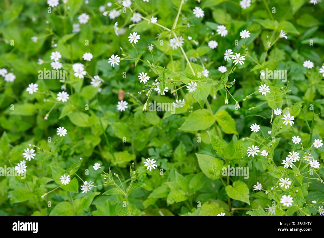 Natural spring meadow background Stock Photo - Alamy