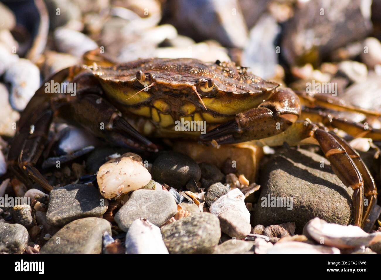 Shore crab - Carcinus maenas on the shore amongst shells and pebbles ...