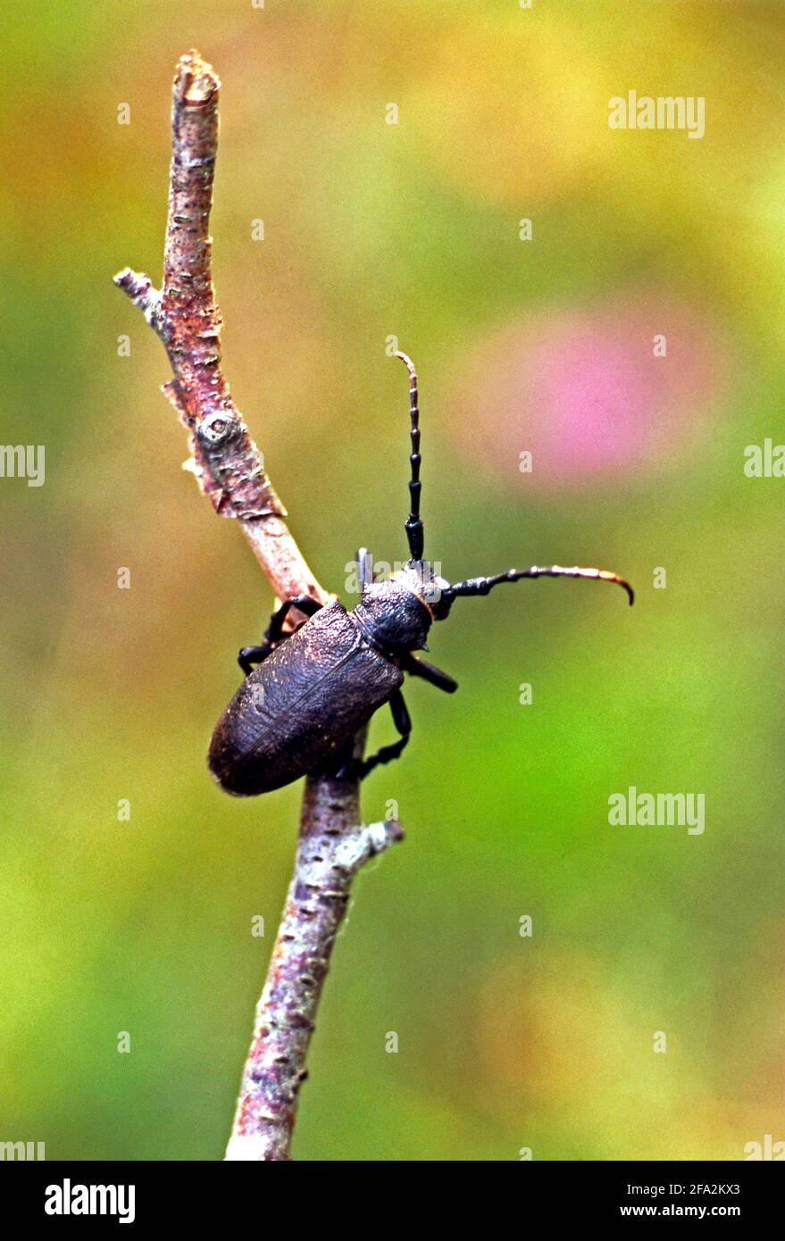Weaver beetle (Lamia textor) Photo: Bengt Ekman / TT / code 2706 Stock ...