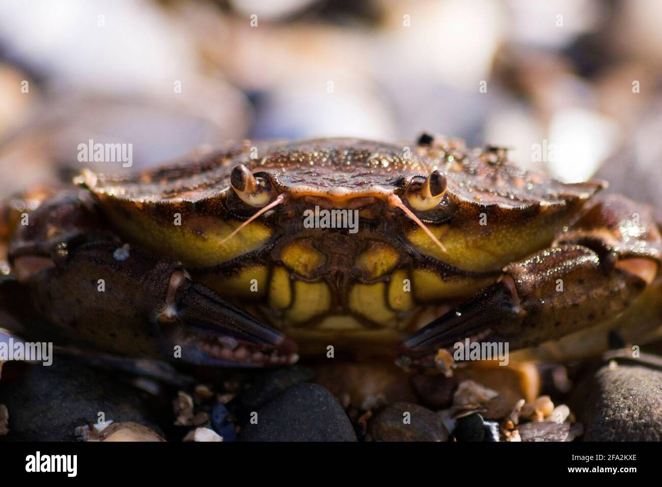 Shore crab - Carcinus maenas on the shore amongst shells and pebbles ...