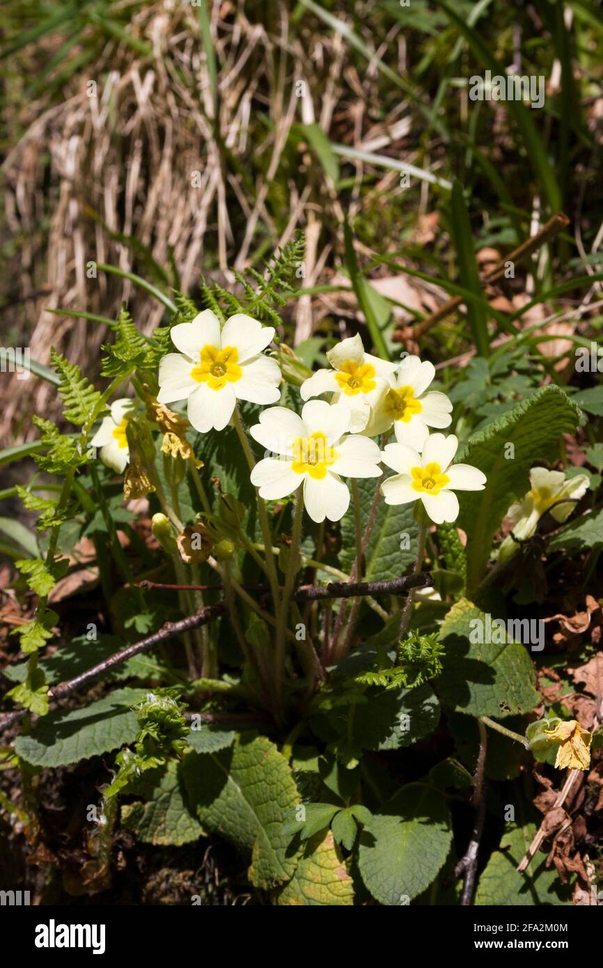 Primrose - Primula vulgaris - growing on a woodland bank Stock Photo ...