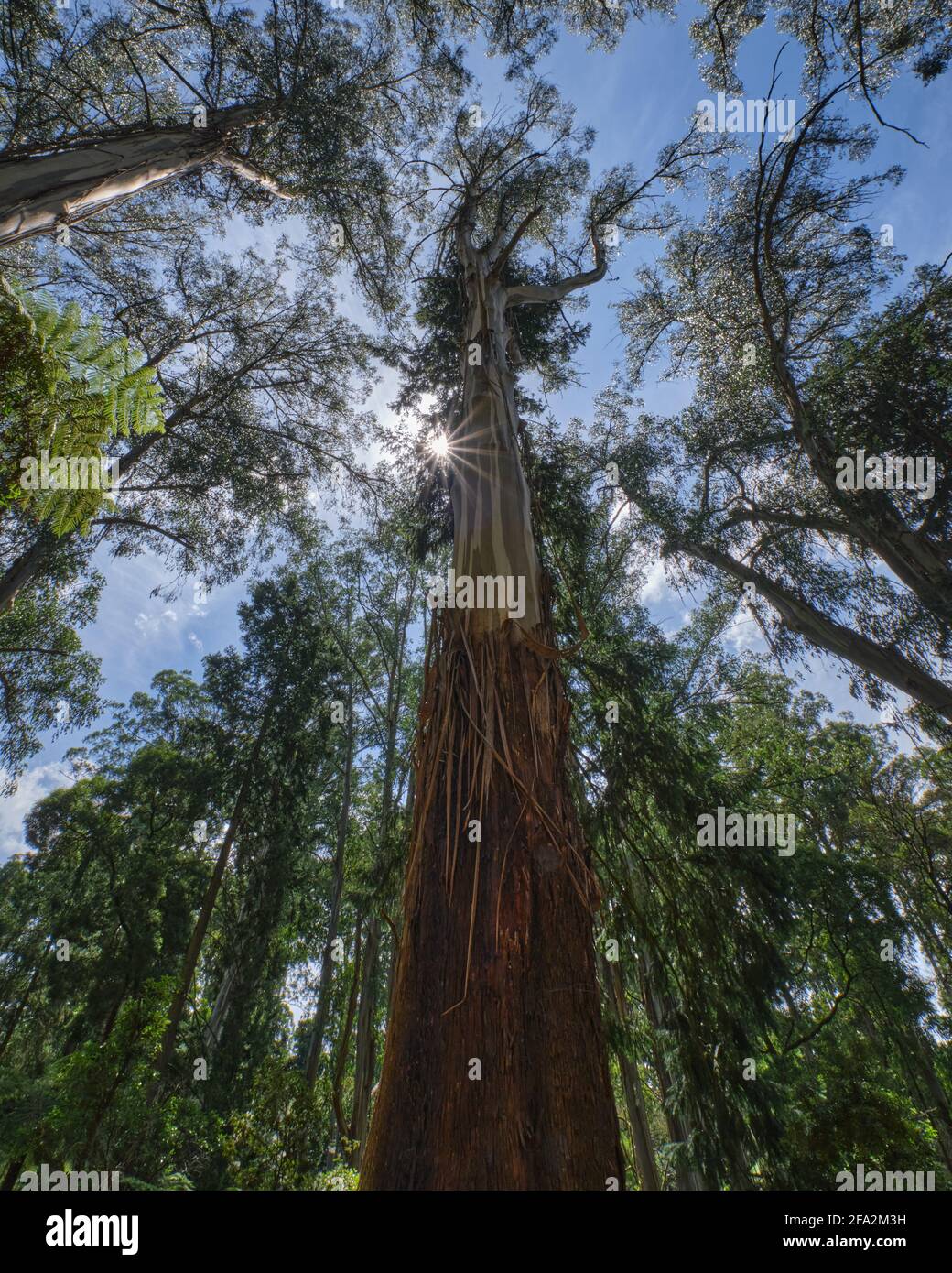 Among The Tall Timber Stock Photo - Alamy