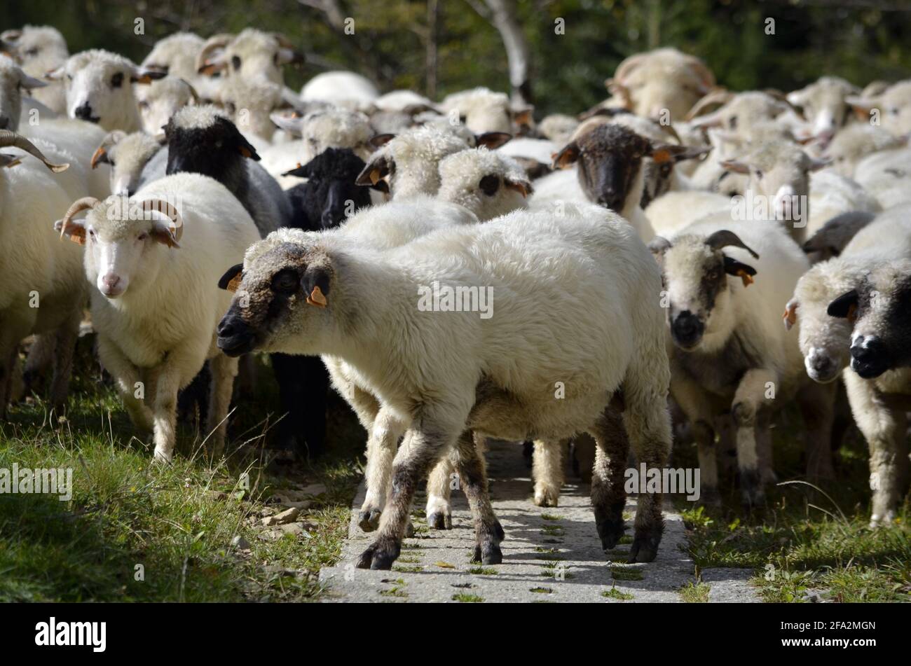 Redyk hi-res stock photography and images - Alamy