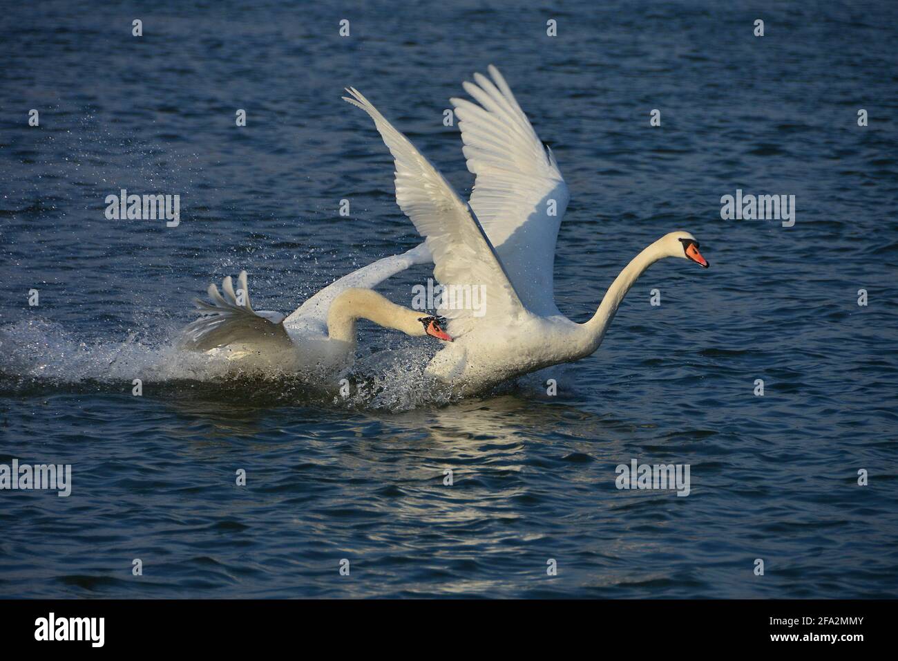 Swan chasing another swan in the blue water Stock Photo - Alamy
