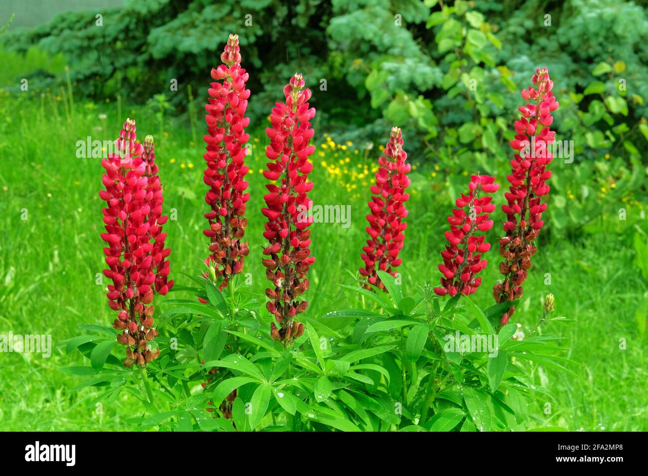 Lupin flowers blooming with pink petals with a drops of rain. Spring ...