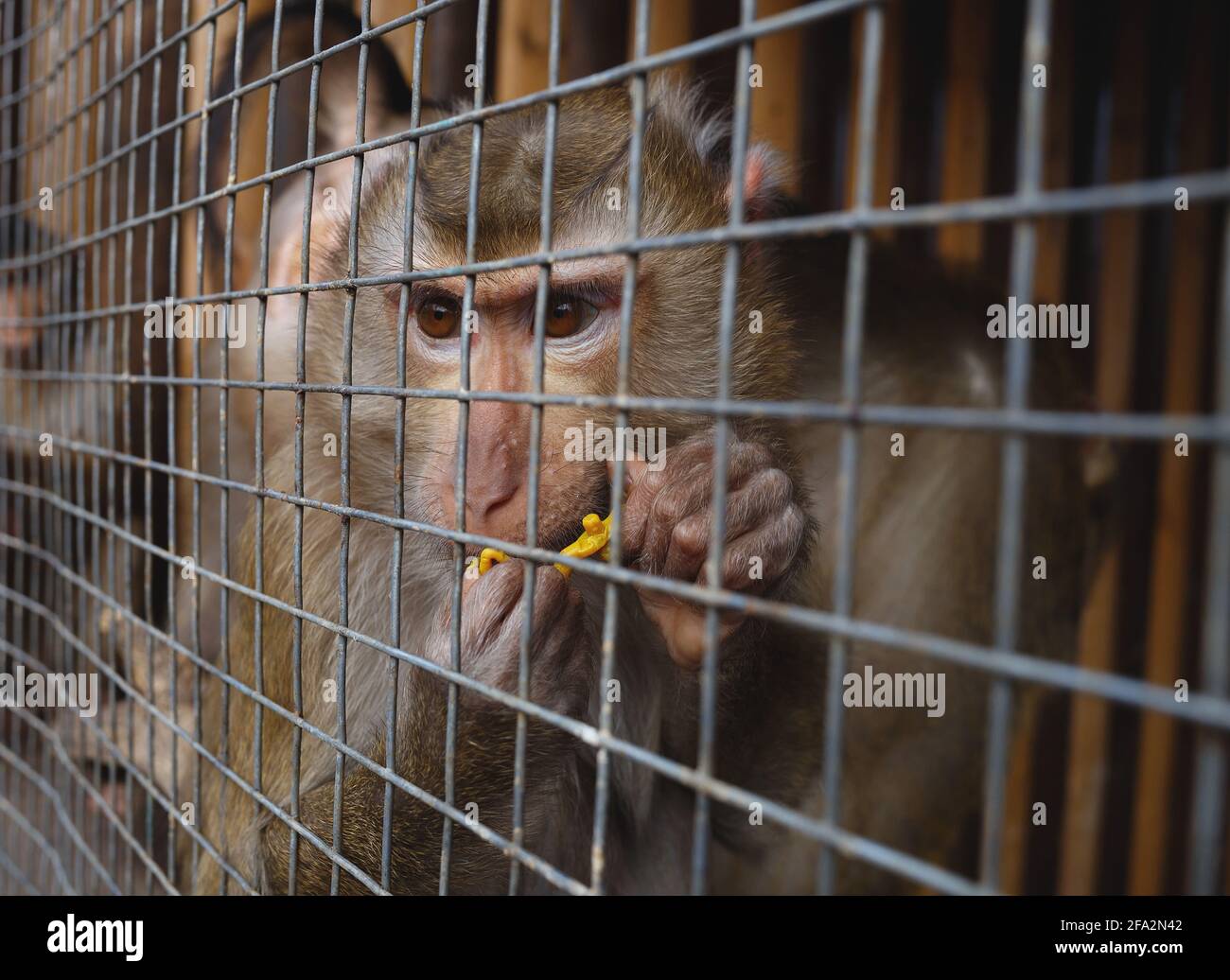 animal abuse. portrait of a sad monkey in a cage Stock Photo - Alamy