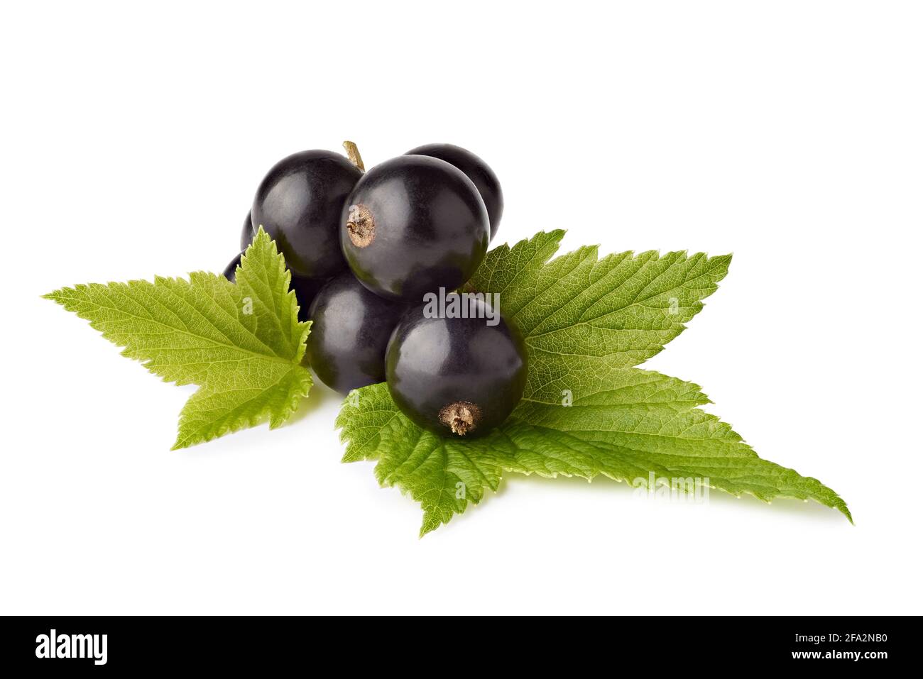 Bunch of blackcurrant with leaves on white background Stock Photo - Alamy
