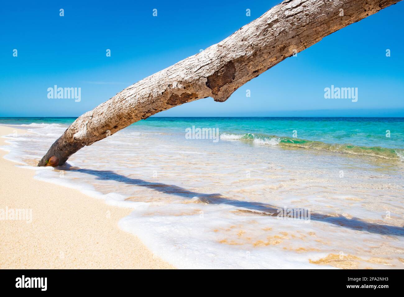 Tree on a Caribbean beach Stock Photo - Alamy