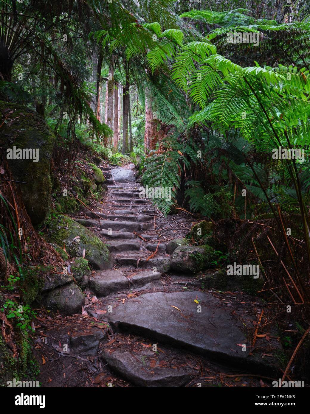 Toorongo falls walk hi-res stock photography and images - Alamy