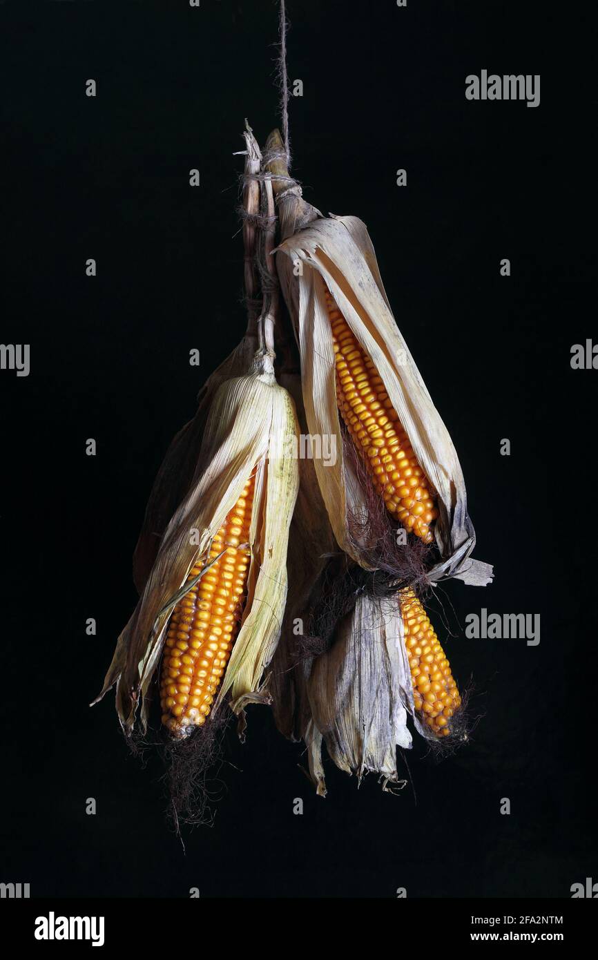 Drying corn cobs are hanging on a string against a black background ...