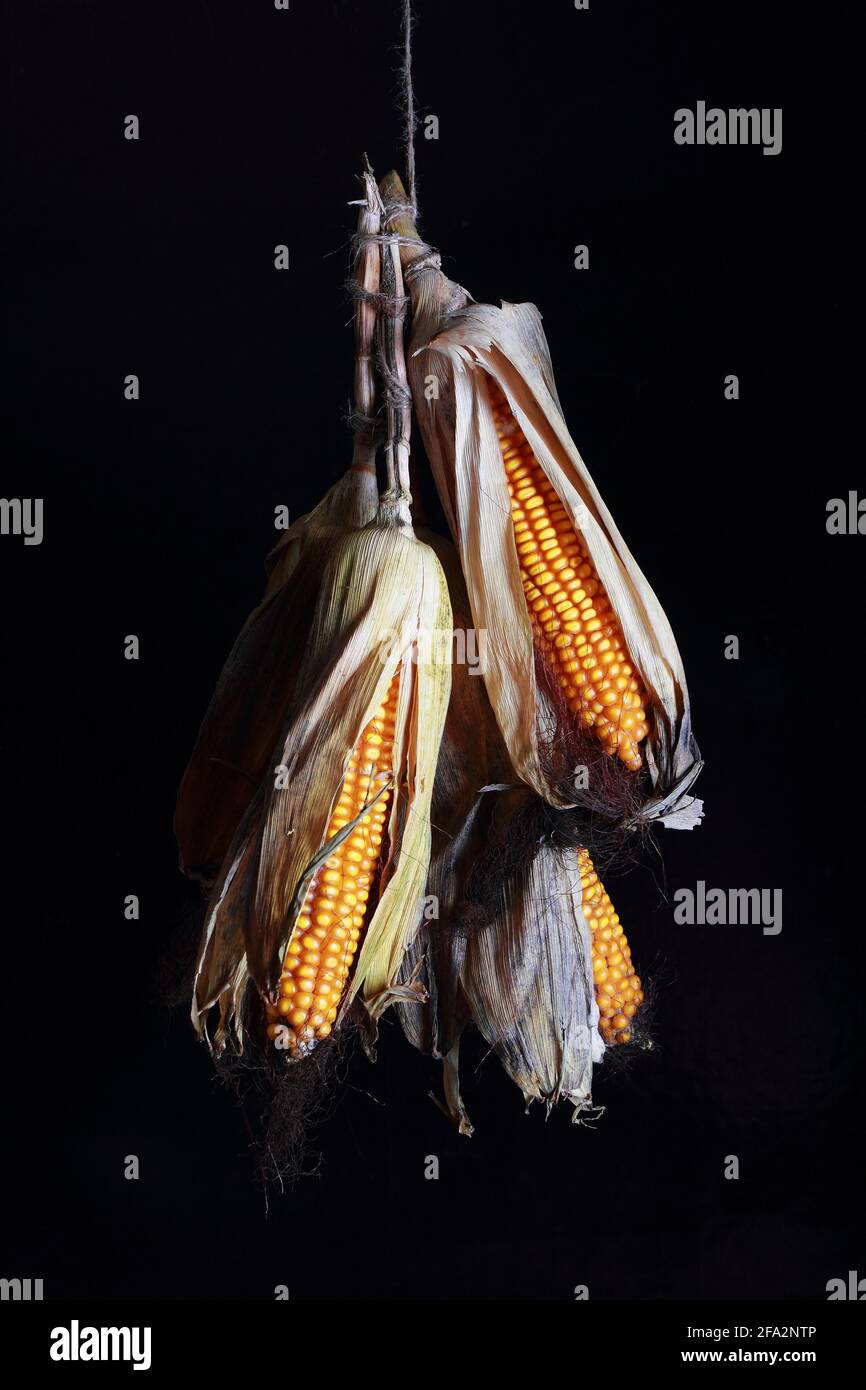 Drying corn cobs are hanging on a string against a black background ...