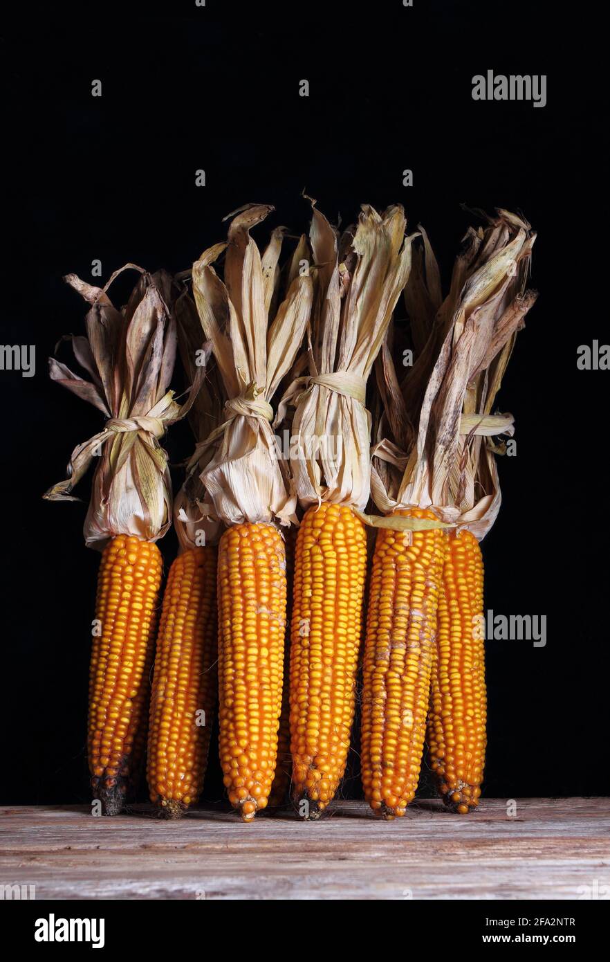 Drying corn cobs against a black background Stock Photo - Alamy