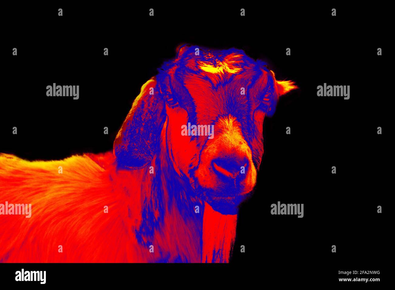 Goat infrared. Scanning the animal's body temperature with a thermal ...