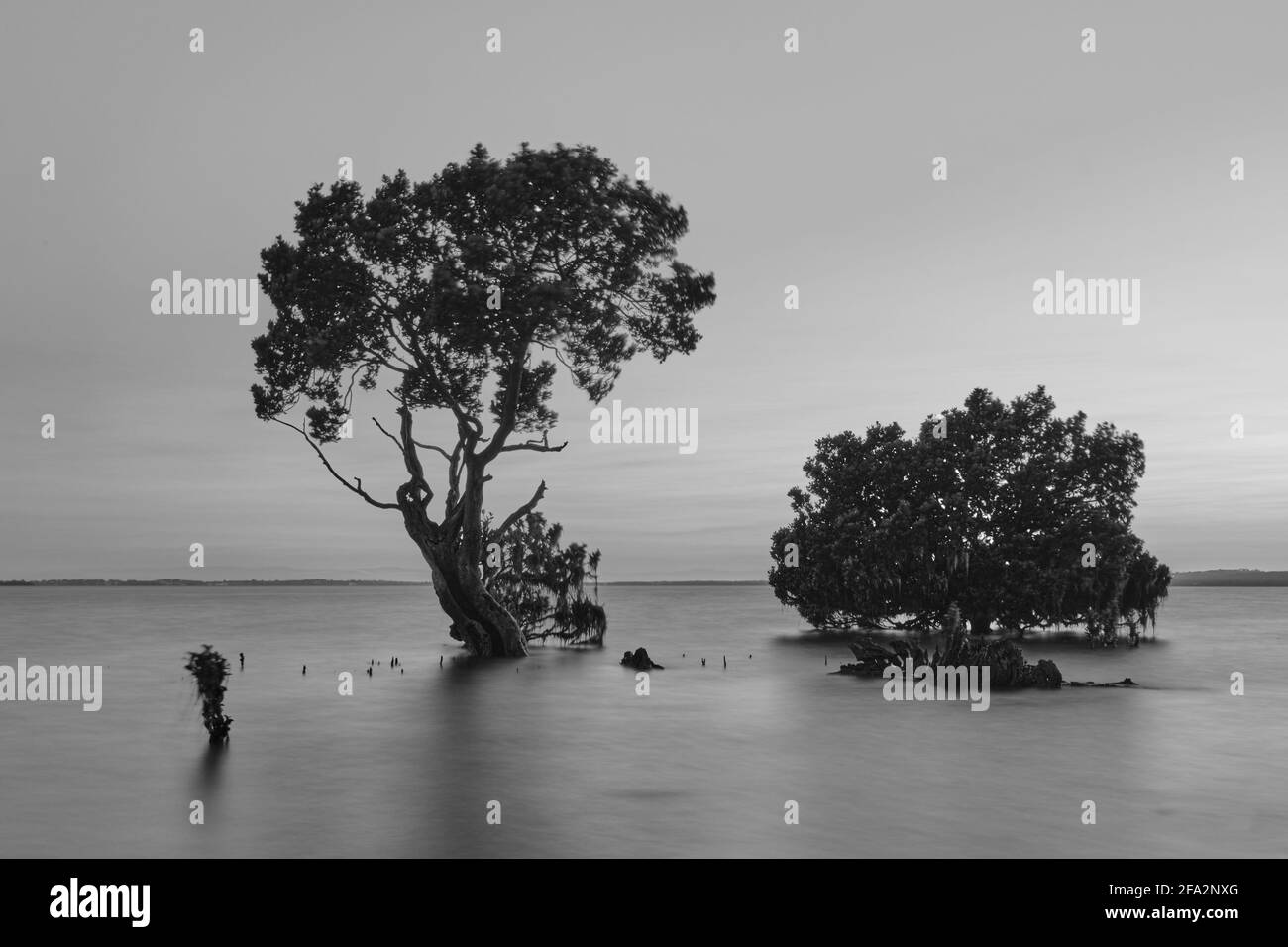 Black mangrove tree hi-res stock photography and images - Alamy