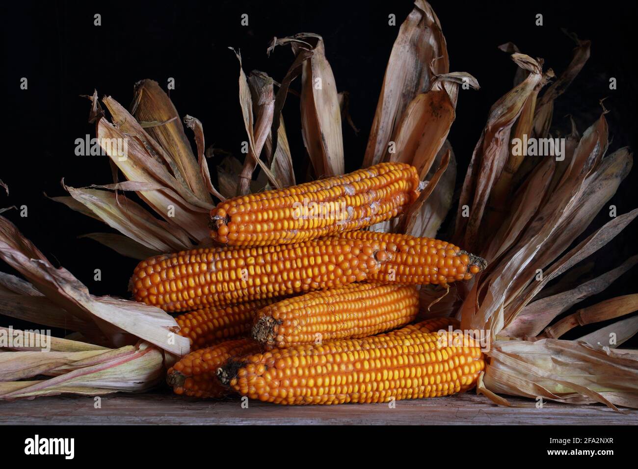 Drying corn cobs against a black background Stock Photo - Alamy