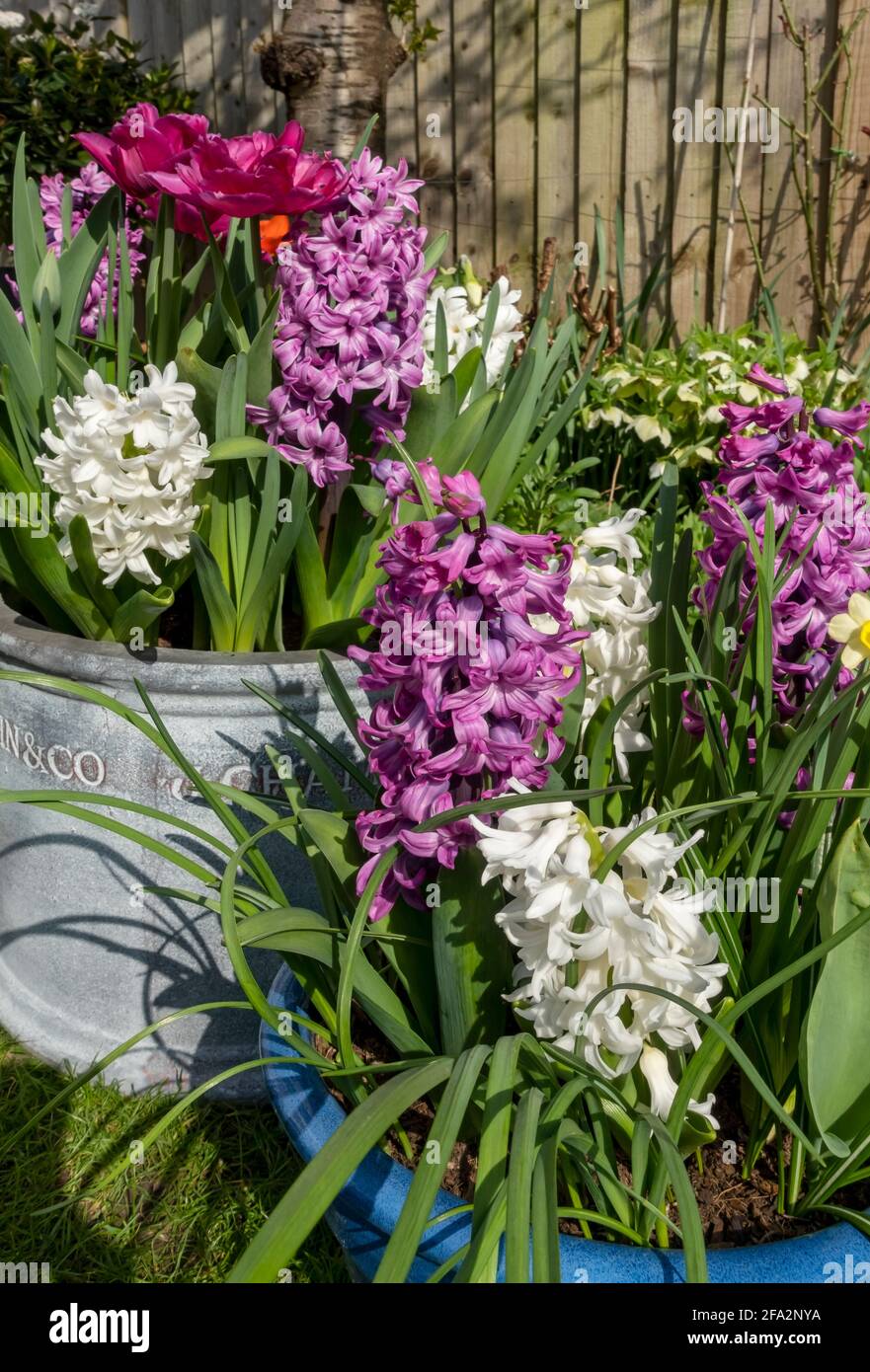 Spring flowers in pots hi-res stock photography and images - Alamy