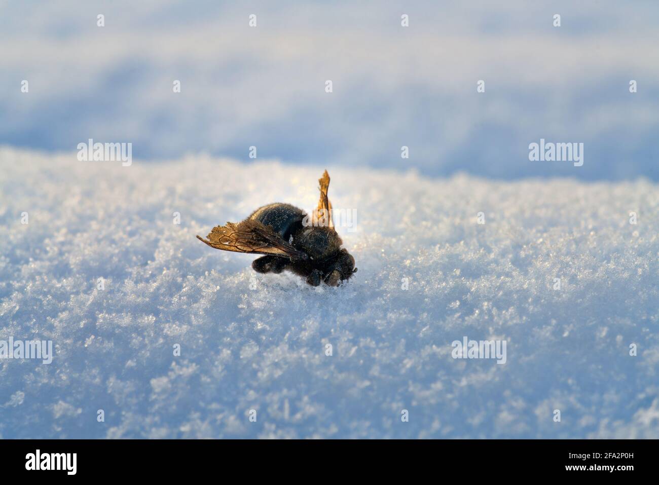 Death of insects. Winter is not compatible with life of environment ...