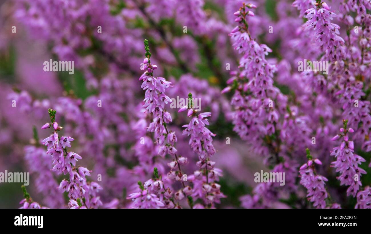 Pink Beauty of mass flowering Heather, Erica (Calluna vulgaris Stock ...