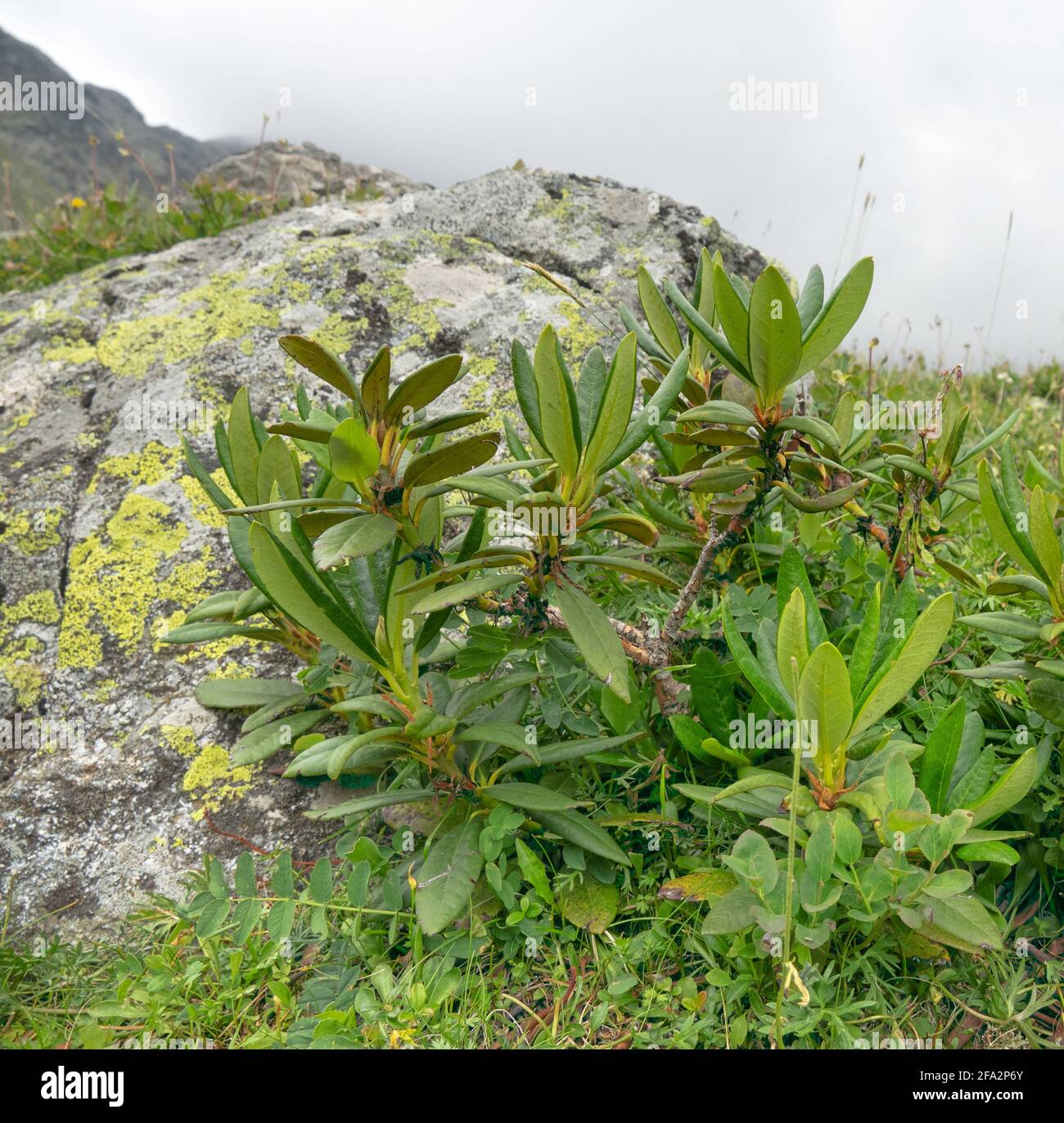 Caucasian rhododendron or Georgian snow rose (Rhododendron caucasicum ...
