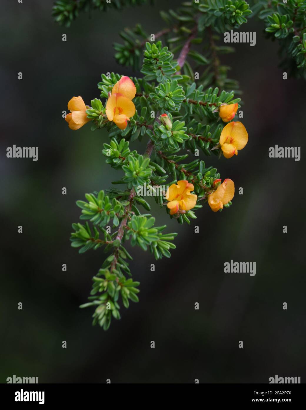 Pultenaea parviflora hi-res stock photography and images - Alamy