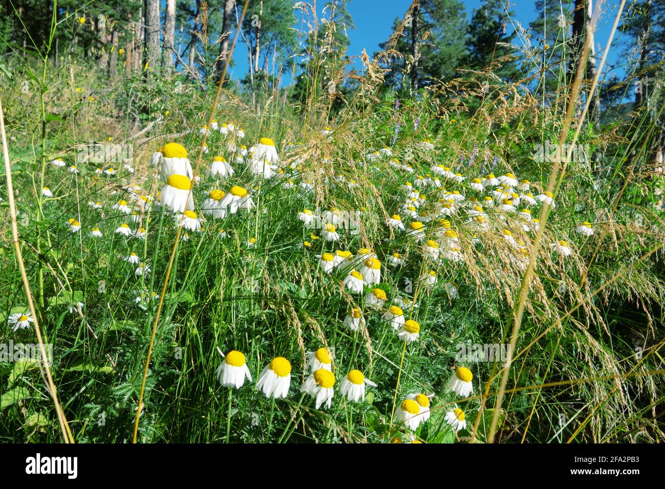 German camomile (Matricaria chamomilla) with drooping petals finish ...
