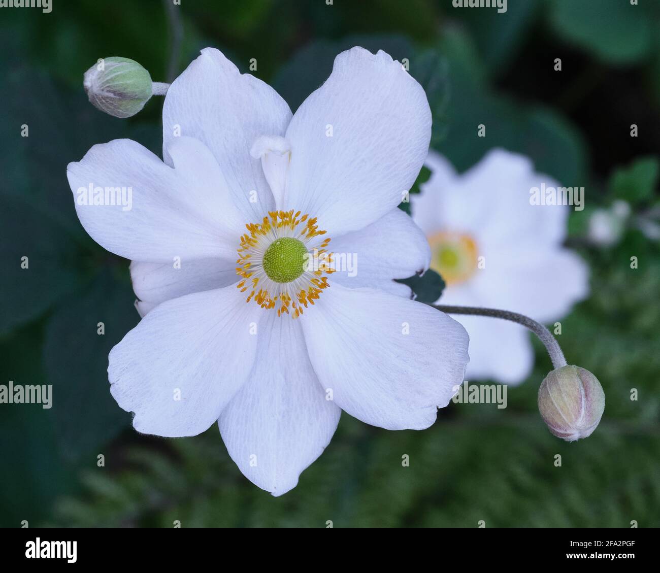 Snowdrop windflower anemone hi-res stock photography and images - Alamy