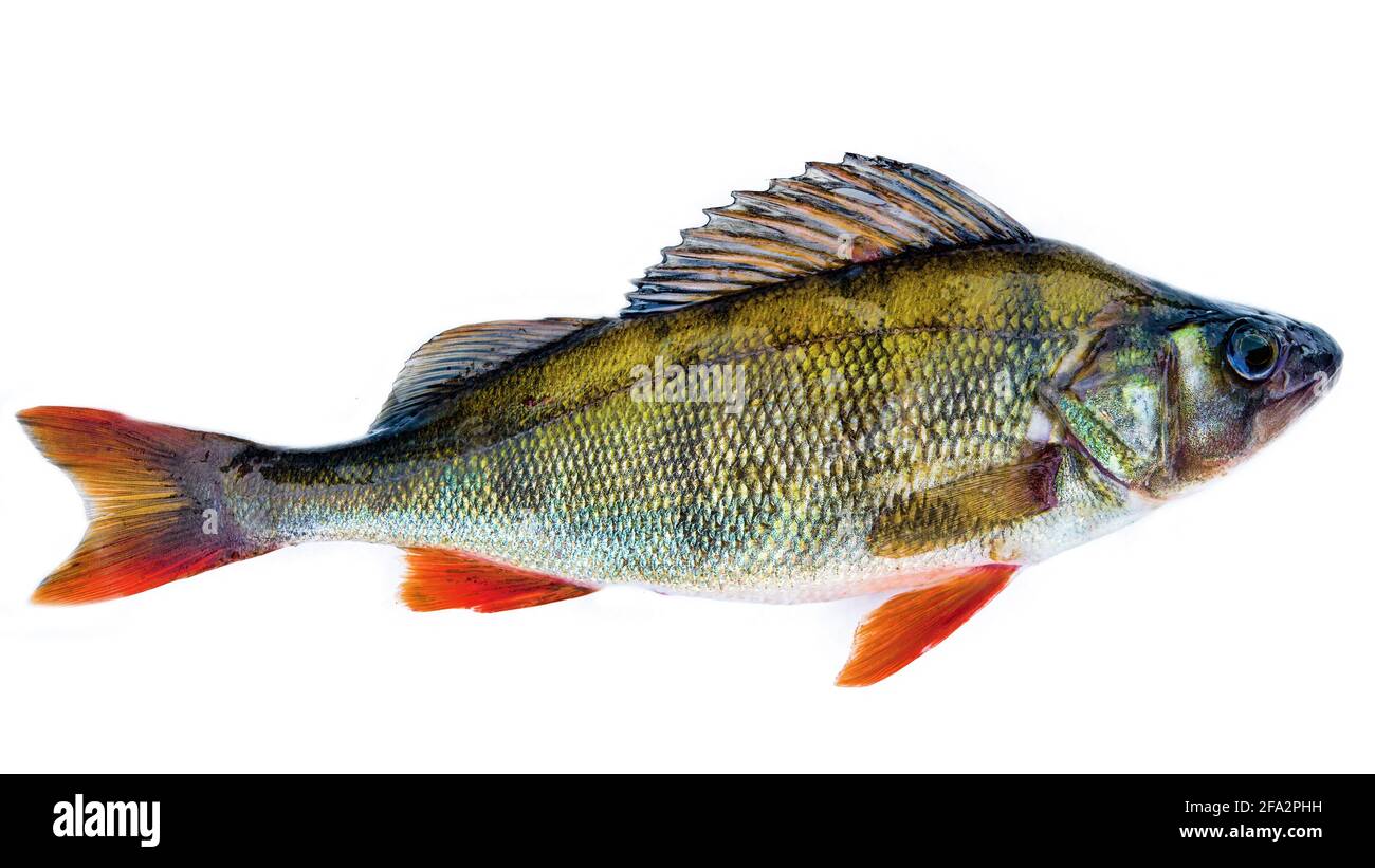 River bass, perch. Isolated on a white background Stock Photo - Alamy