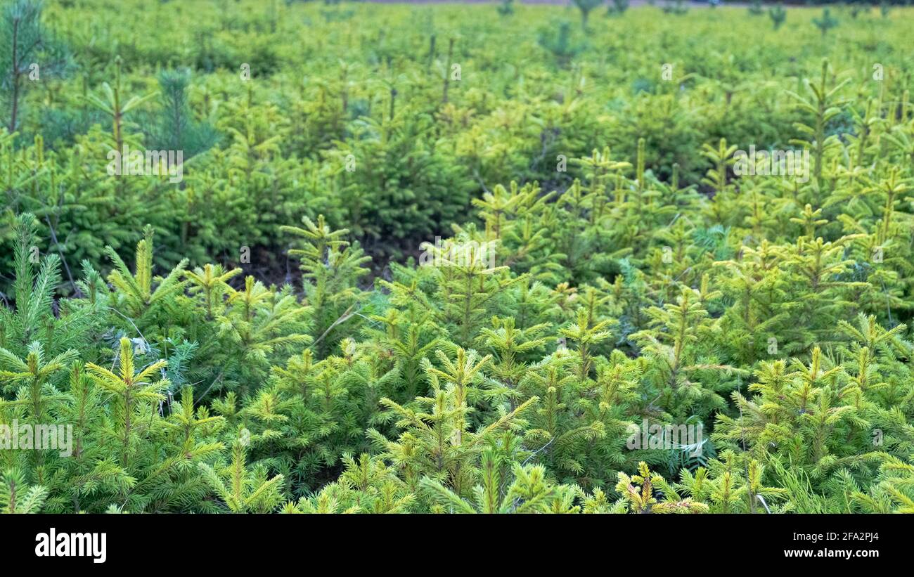 Forest nursery for growing spruce seedlings. Eastern Europe forestry ...