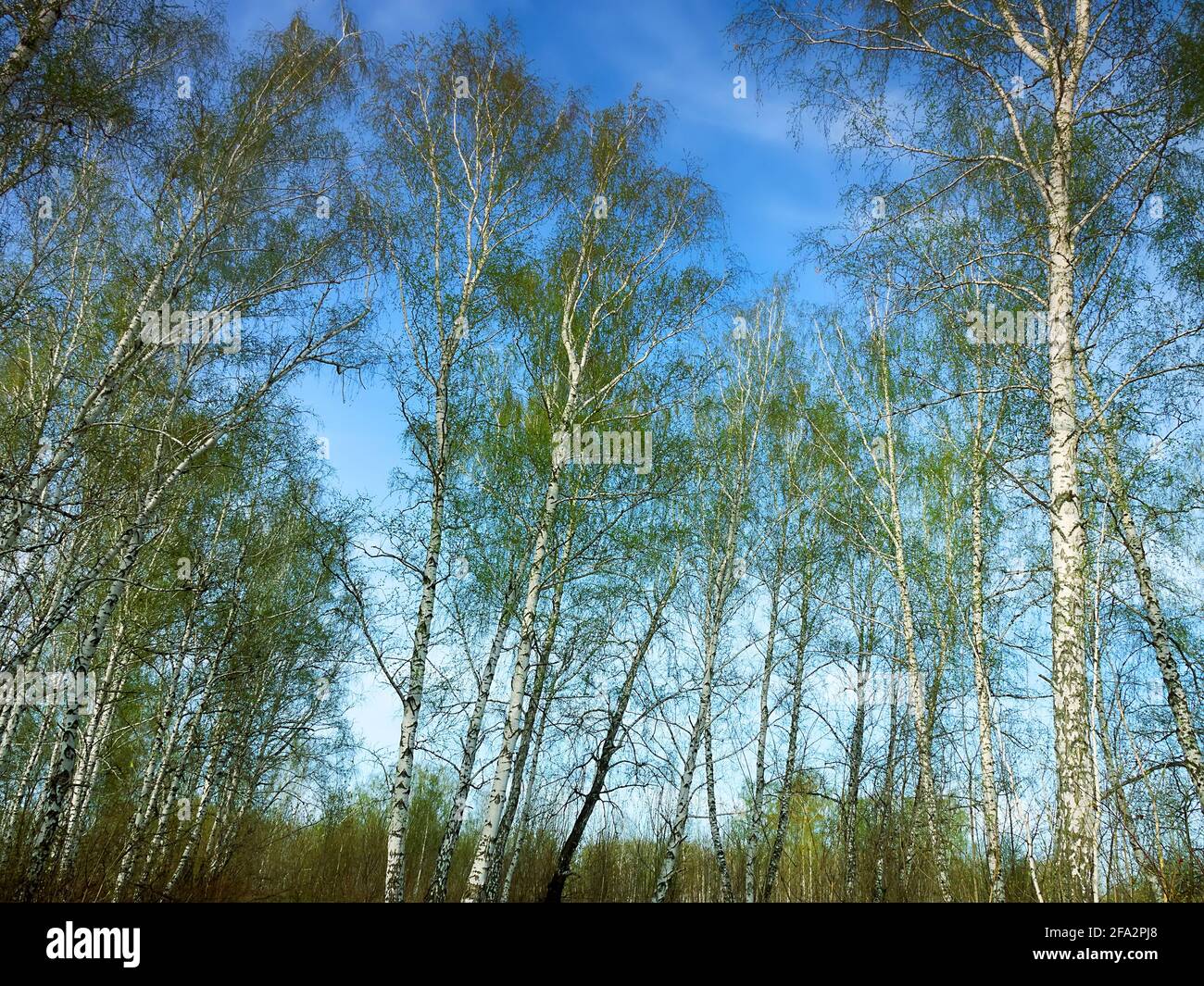 Microphyllous hi-res stock photography and images - Alamy