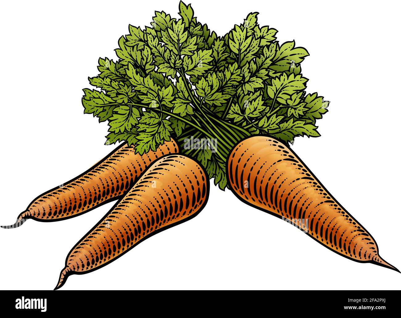 Carrots Vegetable Vintage Woodcut Illustration Stock Vector Image & Art ...