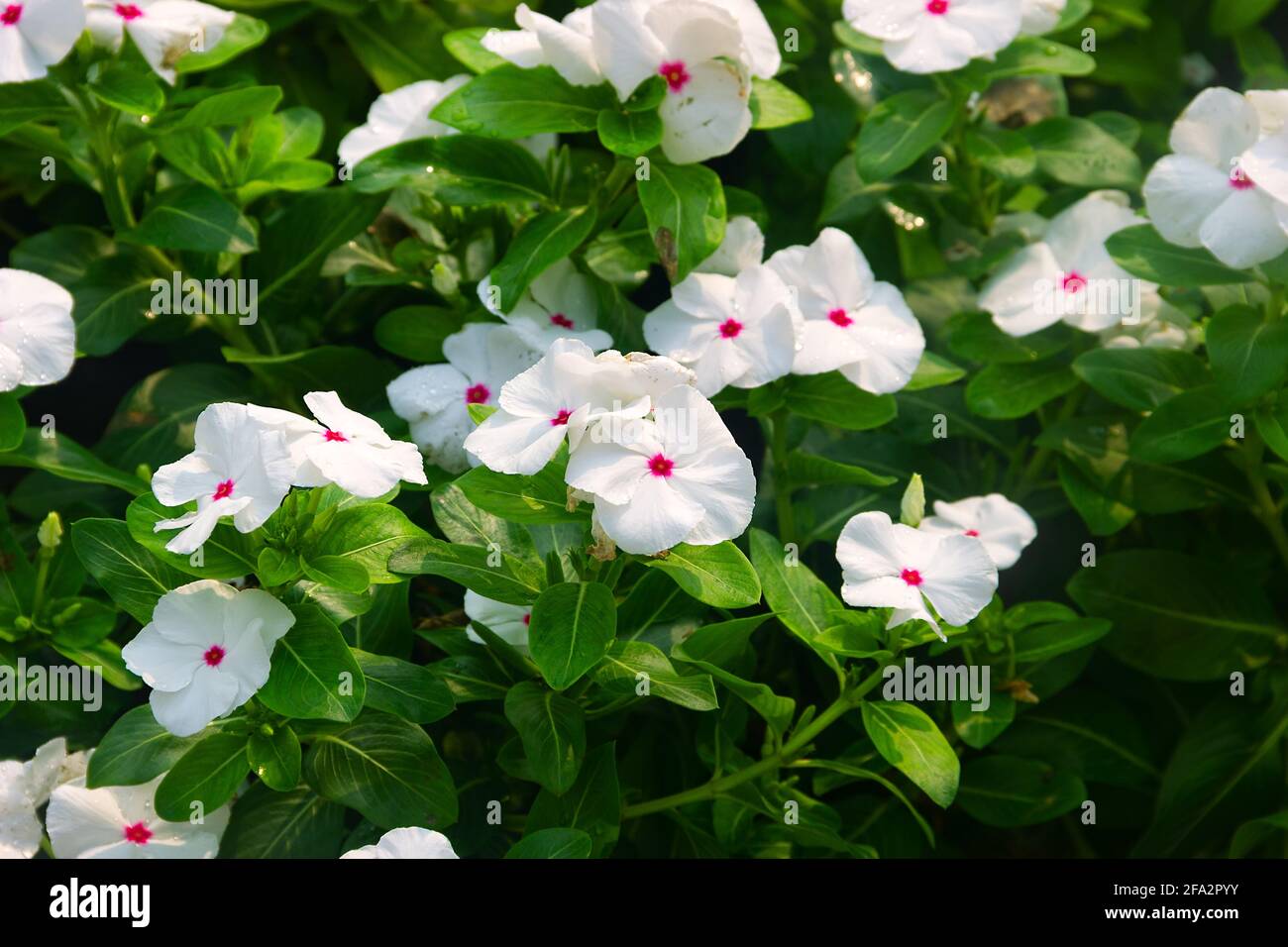 Catharanthus pacifica hi-res stock photography and images - Alamy