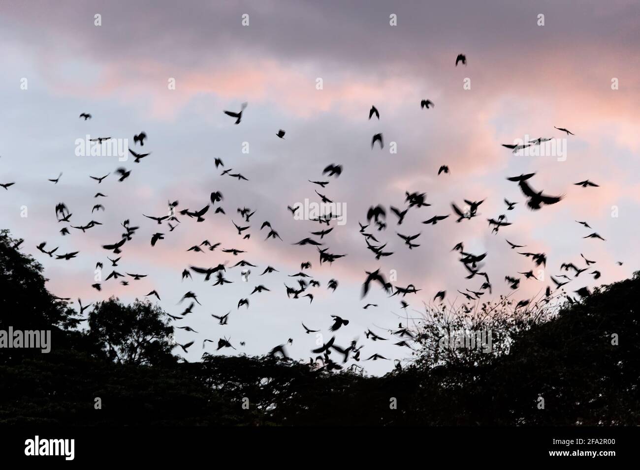 Huge number black crows fly hi-res stock photography and images - Alamy