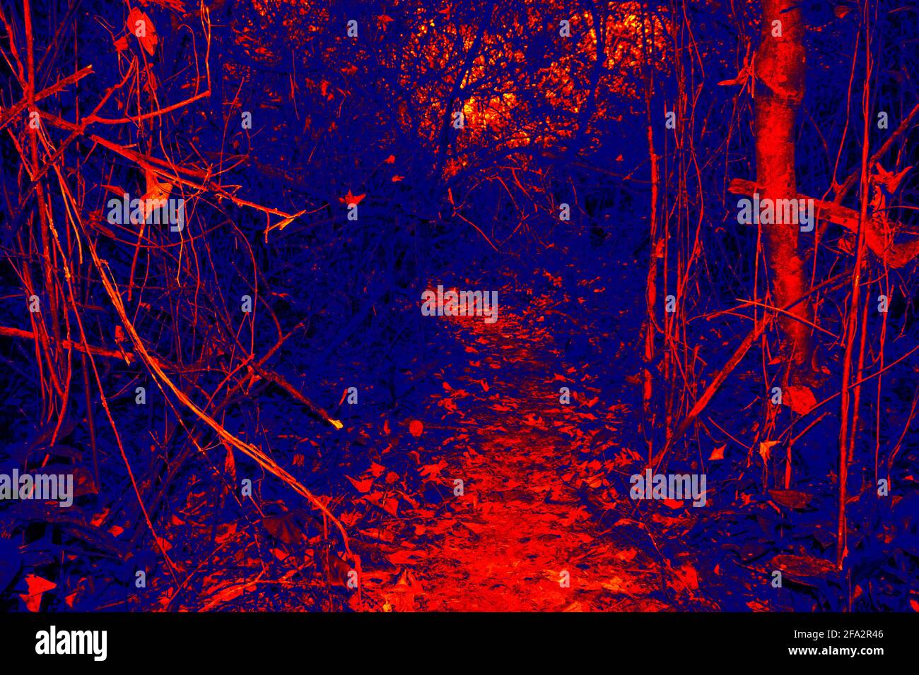 National park. Thermal imager used. Mysterious and frightening jungle ...