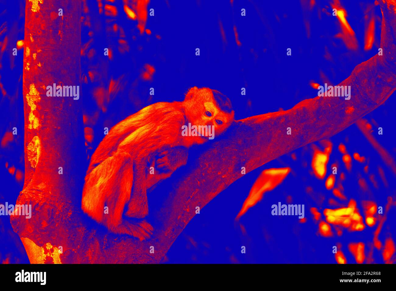 Monkey on a tree branch in scientific high-tech thermal imager on night ...