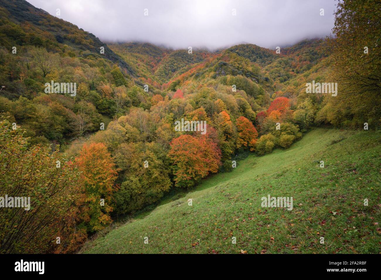 Devesa da Rogueira is the best preserved Galician native forest in ...