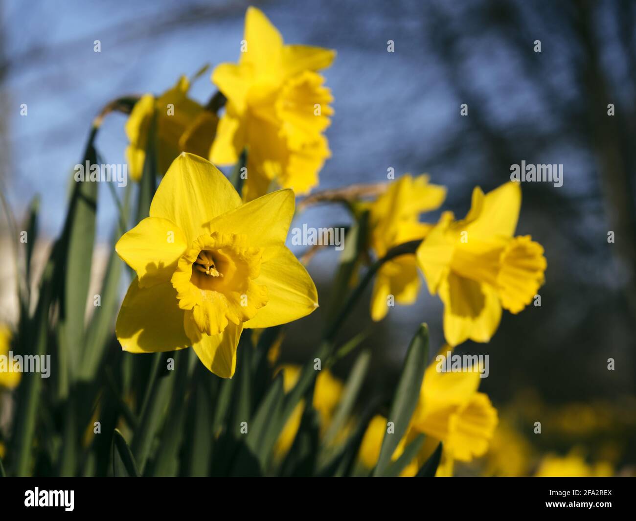 Double flowered daffodil hi-res stock photography and images - Alamy