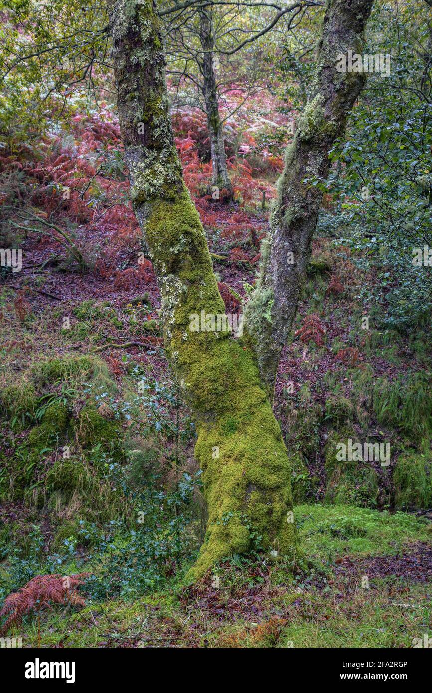 The forked and moss covered trunk of an oak tree in an ancient Atlantic ...